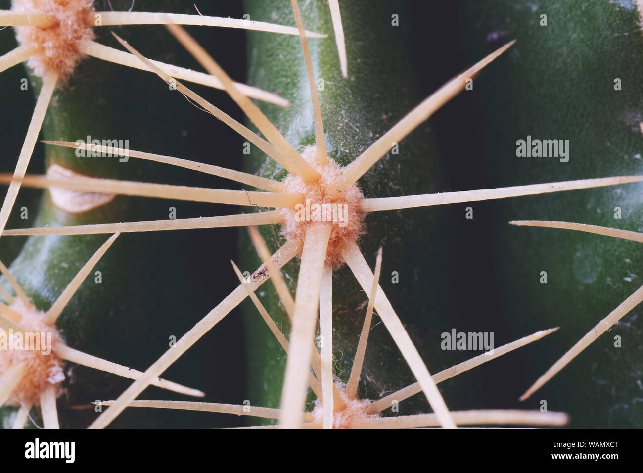 detail of Saguaro cactus closeup Stock Photo - Alamy