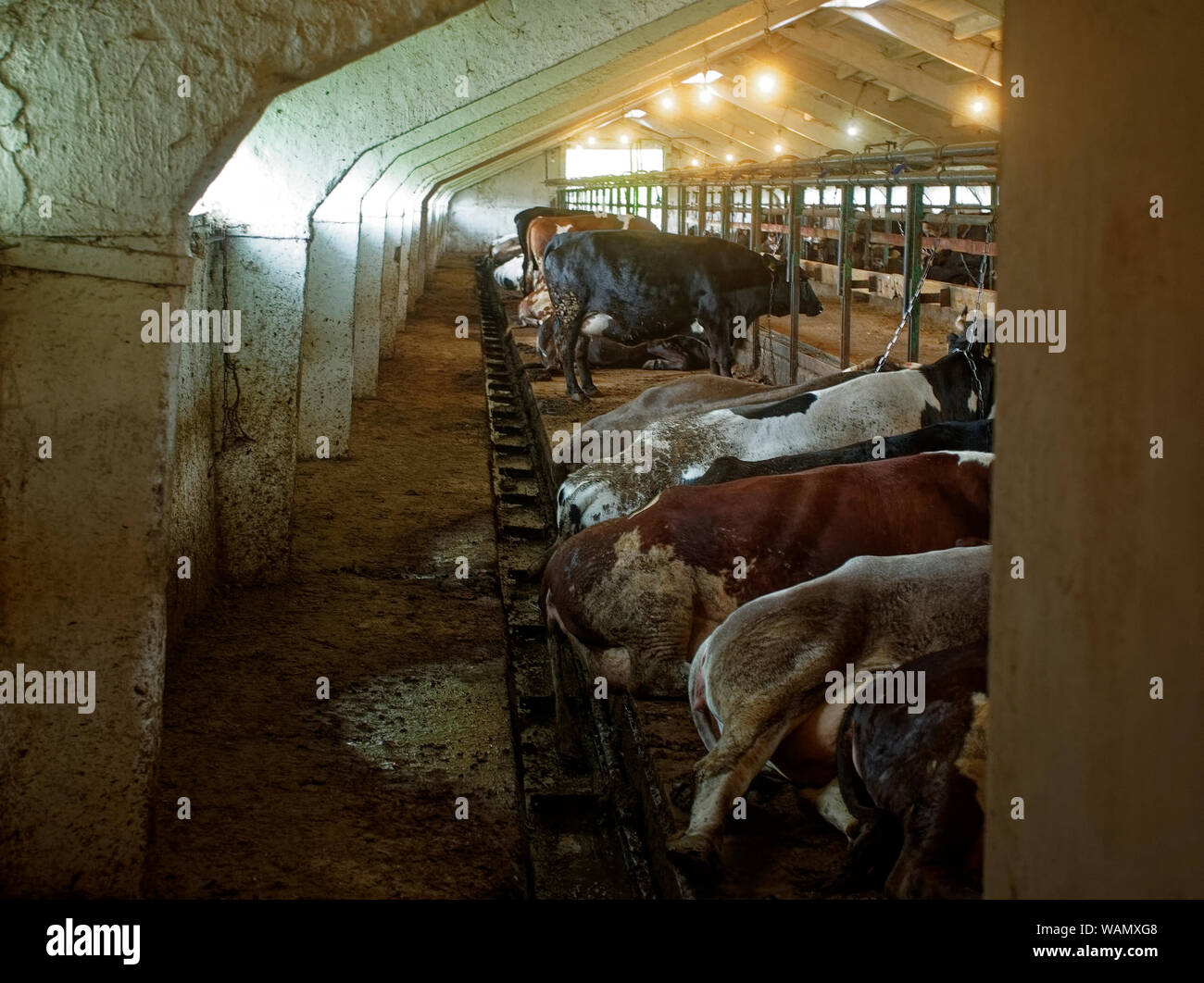 Dirty Dairy High Resolution Stock Photography and Images - Alamy