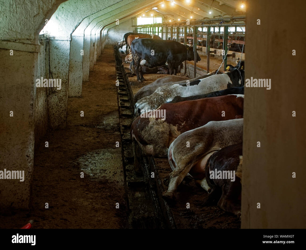 cows on a dirty dairy farm, Russia Stock Photo - Alamy