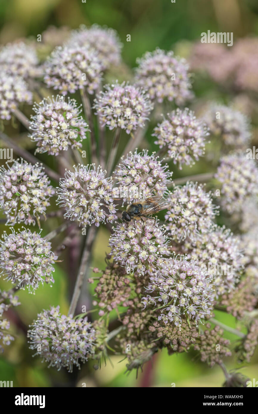 Macro Close Up Shot Of Flowers And Bee Or Fly On Wild Angelica Angelica