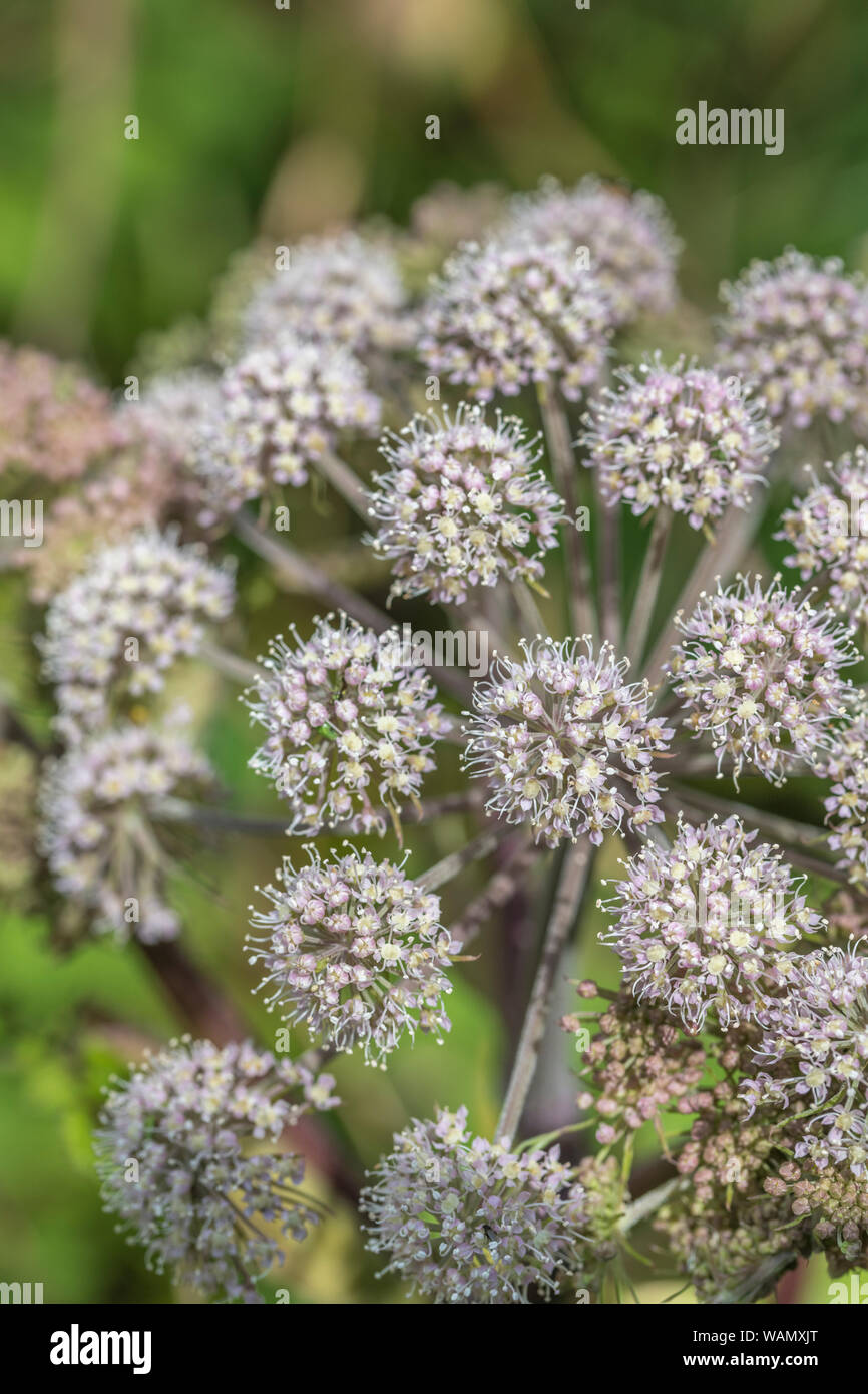 Benefits Of Ground Angelica at Steven Waddy blog