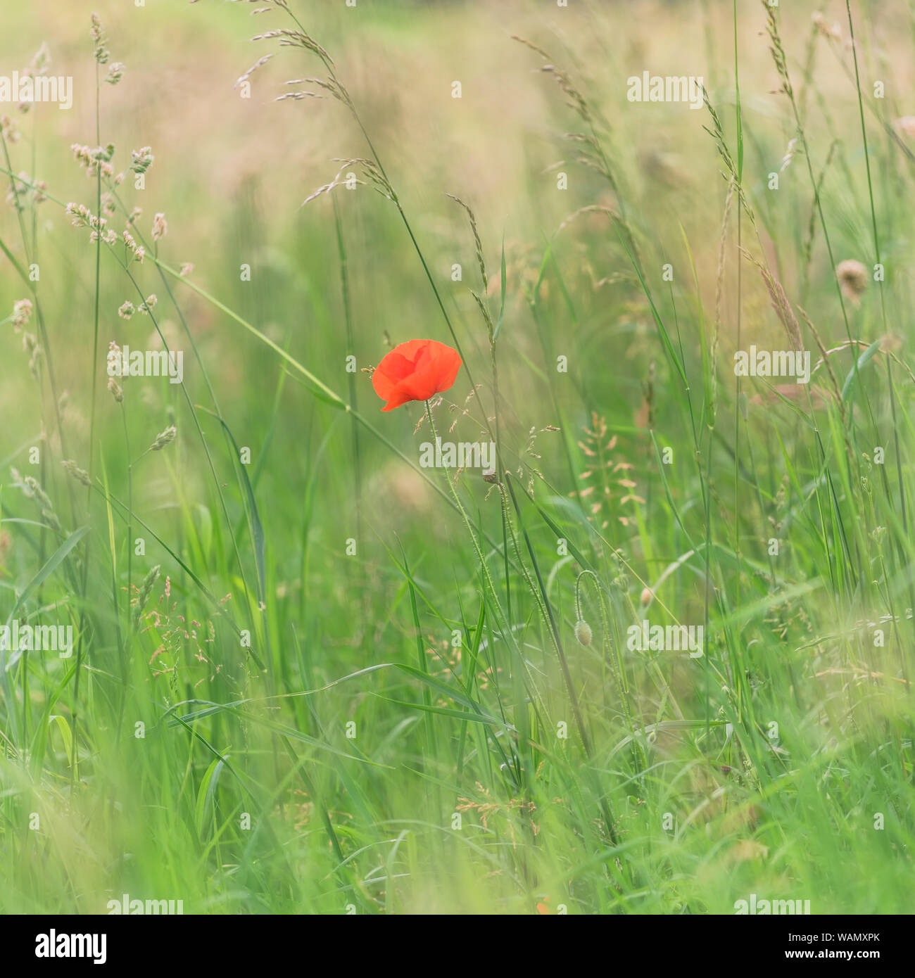 Poppy fielding hi-res stock photography and images - Alamy