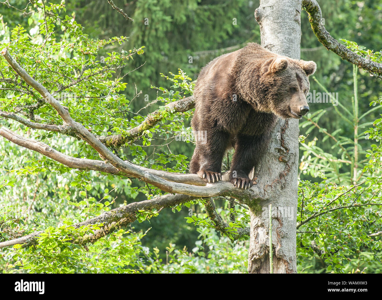 Bear on lookout Stock Photo - Alamy
