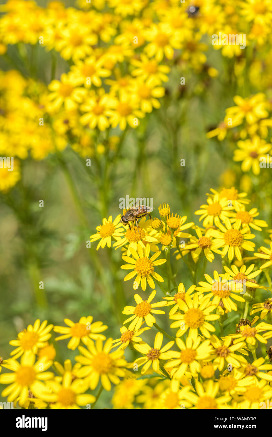 Bee-like insect foraging on massed yellow flowers of Common Ragwort ...