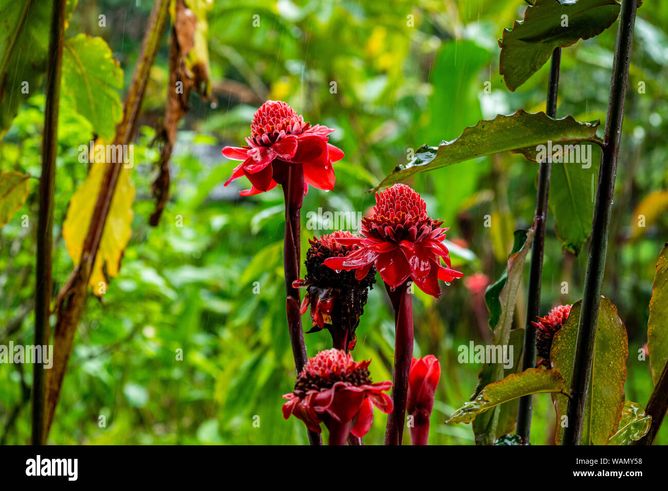 Emperor's Rod Wildflower, Costa Rica Torch Ginger Tropical rain in the ...