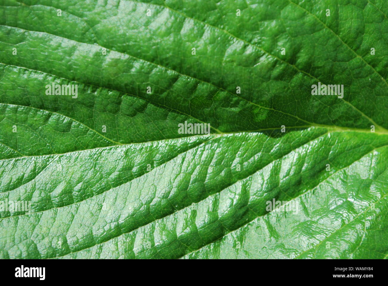Green leaf detail Stock Photo - Alamy
