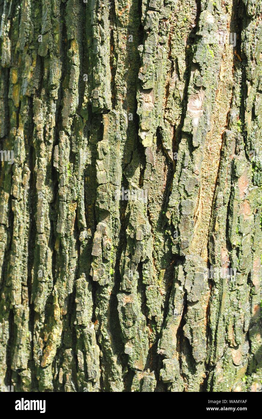Tree trunk detail Stock Photo - Alamy