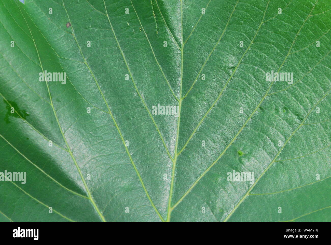 Green leaf detail Stock Photo - Alamy