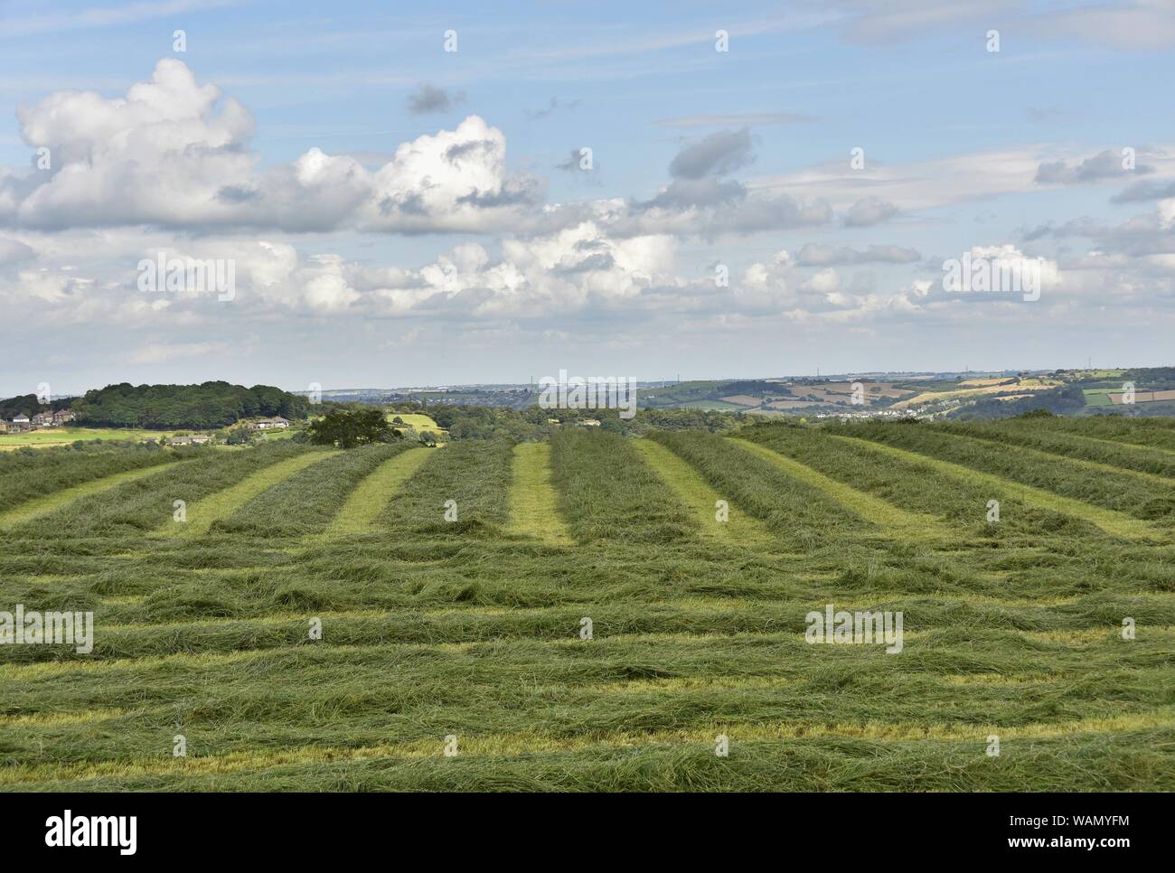 Grass grown for silage hi-res stock photography and images - Alamy