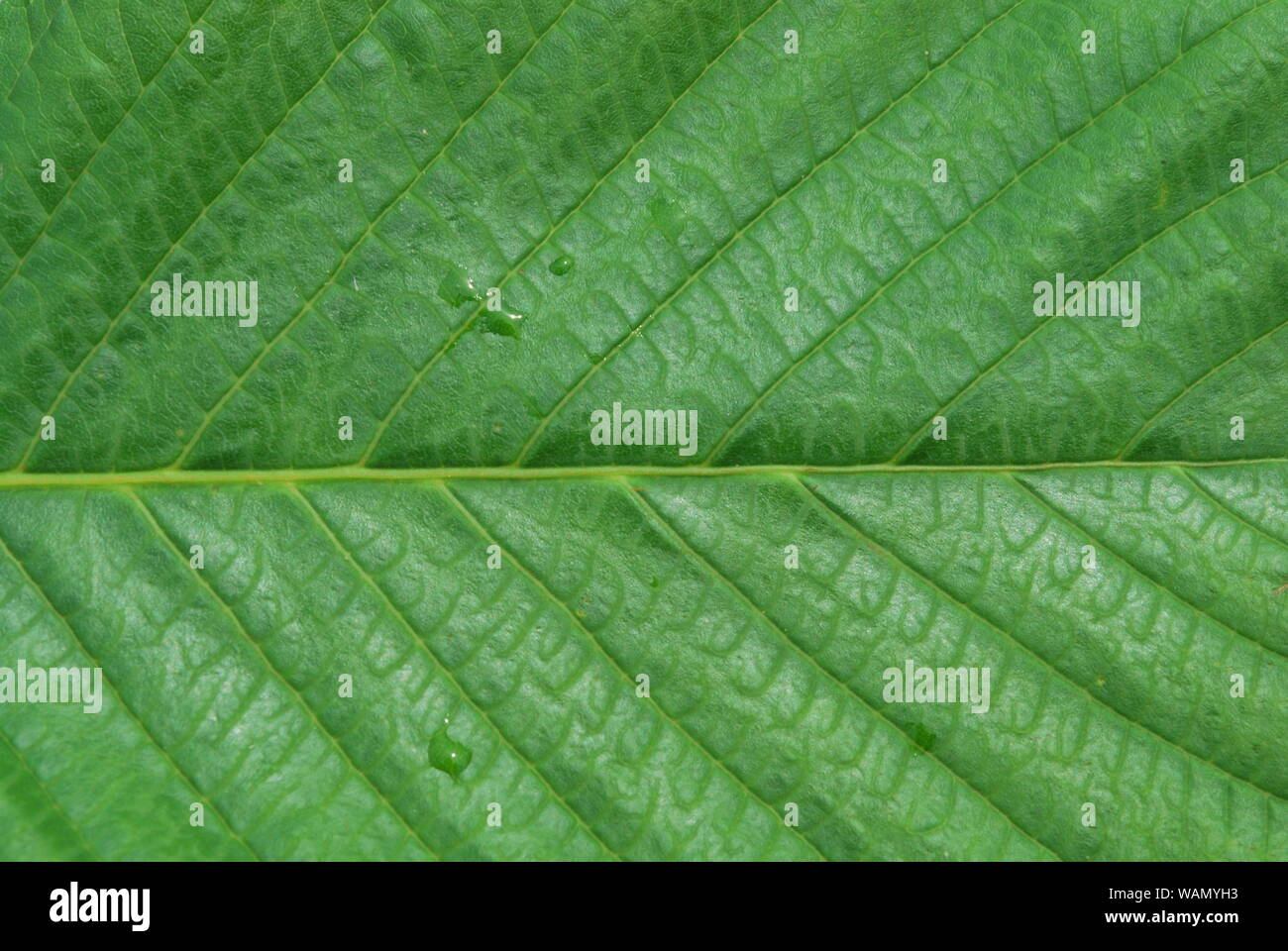 Green leaf detail Stock Photo - Alamy