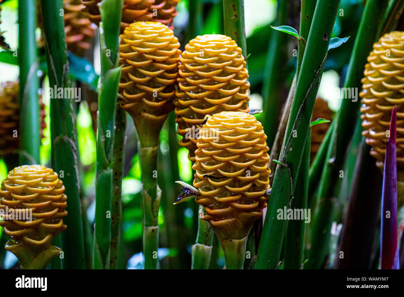 Beehive Ginger (zingiber spectablis Stock Photo - Alamy