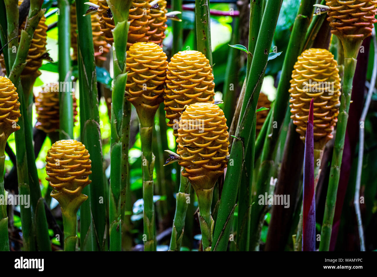Beehive ginger hi-res stock photography and images - Alamy