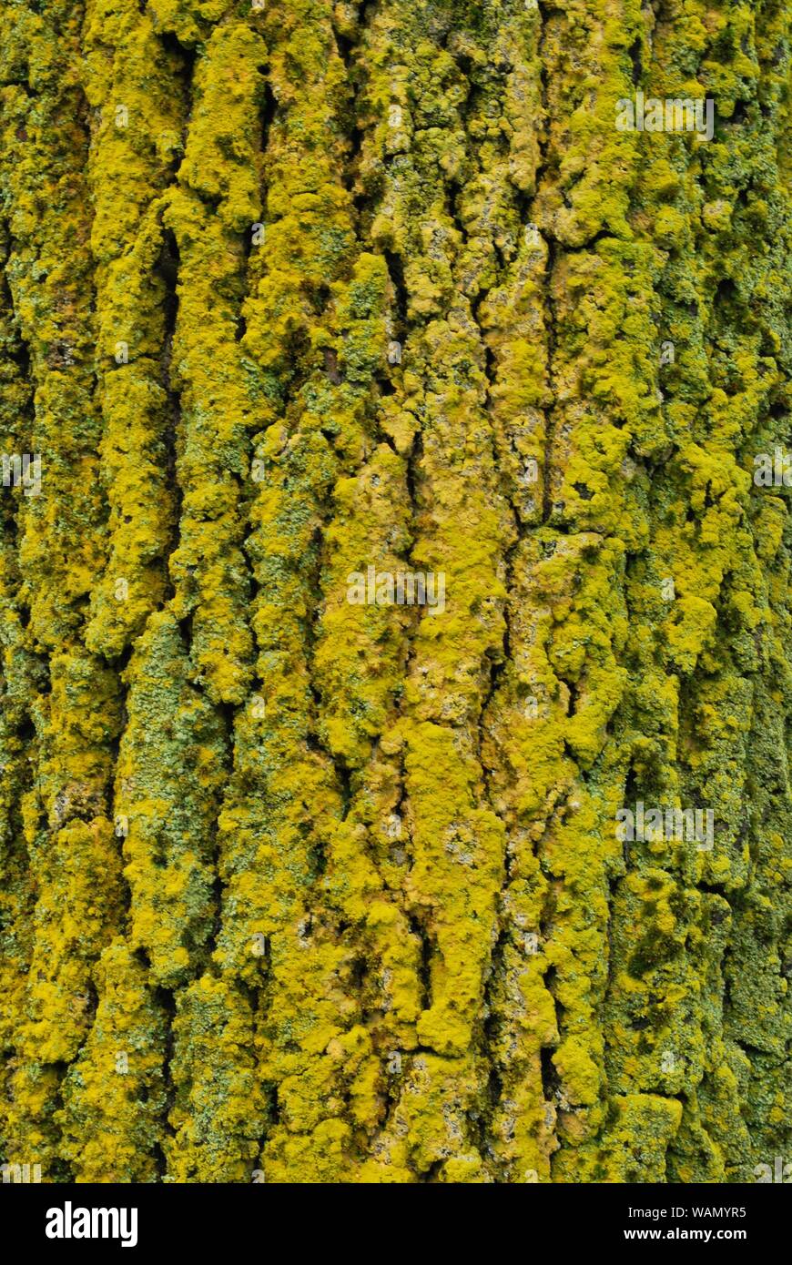 Tree trunk detail Stock Photo - Alamy