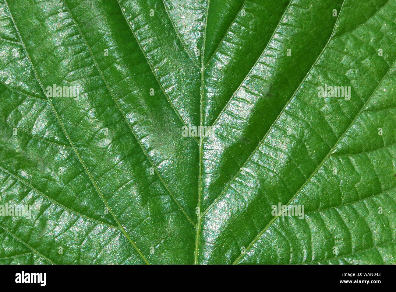 Green leaf detail Stock Photo - Alamy