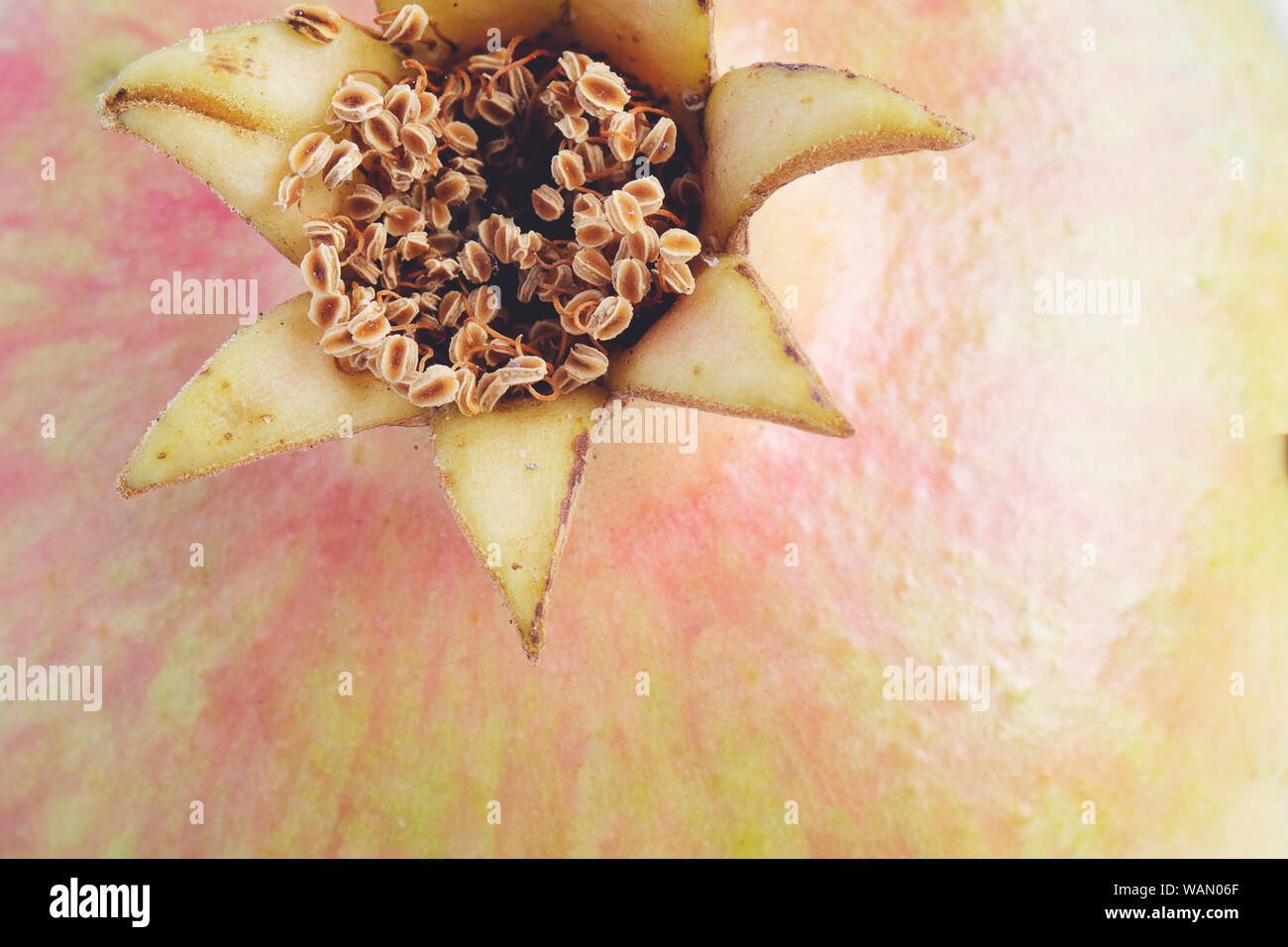 Extreme close up of the blossom of a pink pomegranate fruit. Macro shot ...