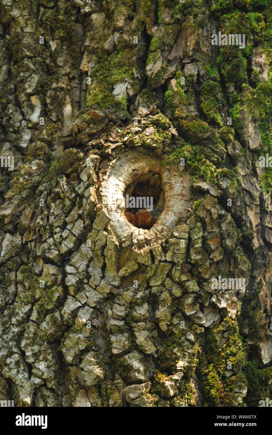 Tree trunk detail Stock Photo - Alamy