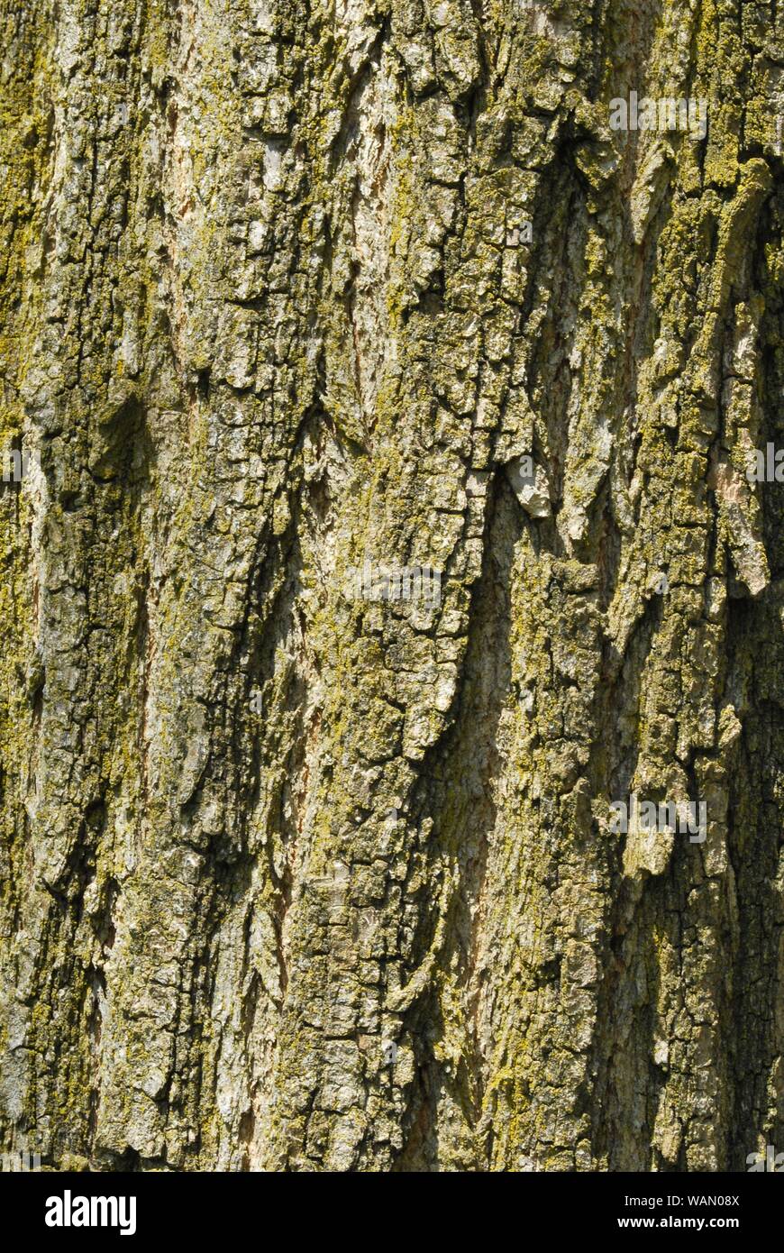 Tree trunk detail Stock Photo - Alamy