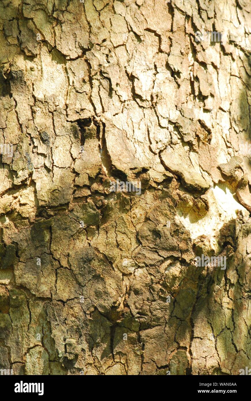 Tree trunk detail Stock Photo - Alamy
