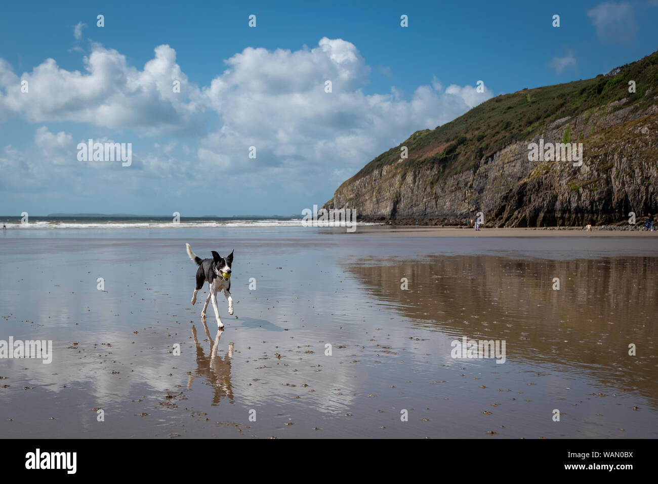 Happy dog enjoying freedom on a dog friendly beach in Pendine, Wales ...