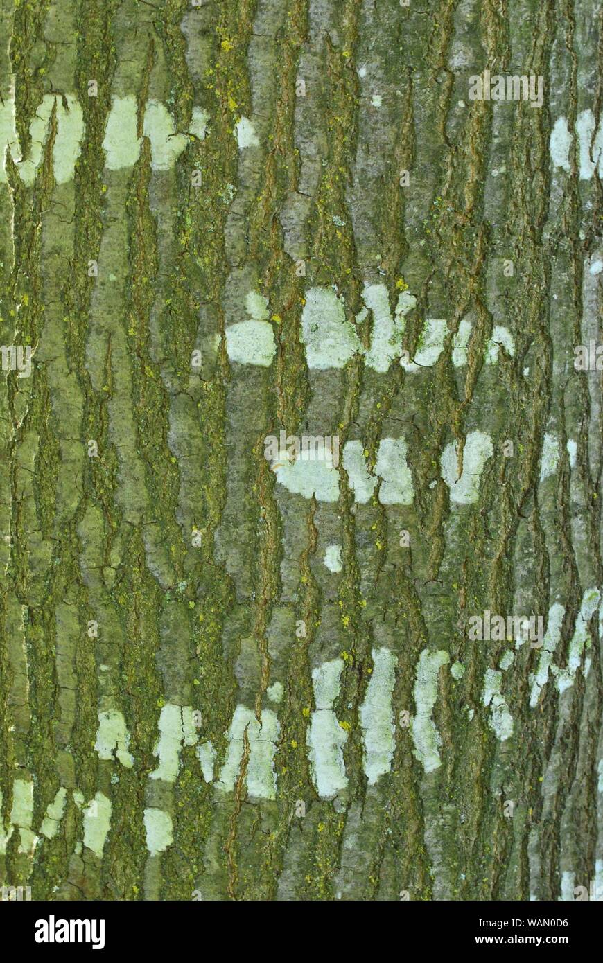 Tree trunk detail Stock Photo - Alamy