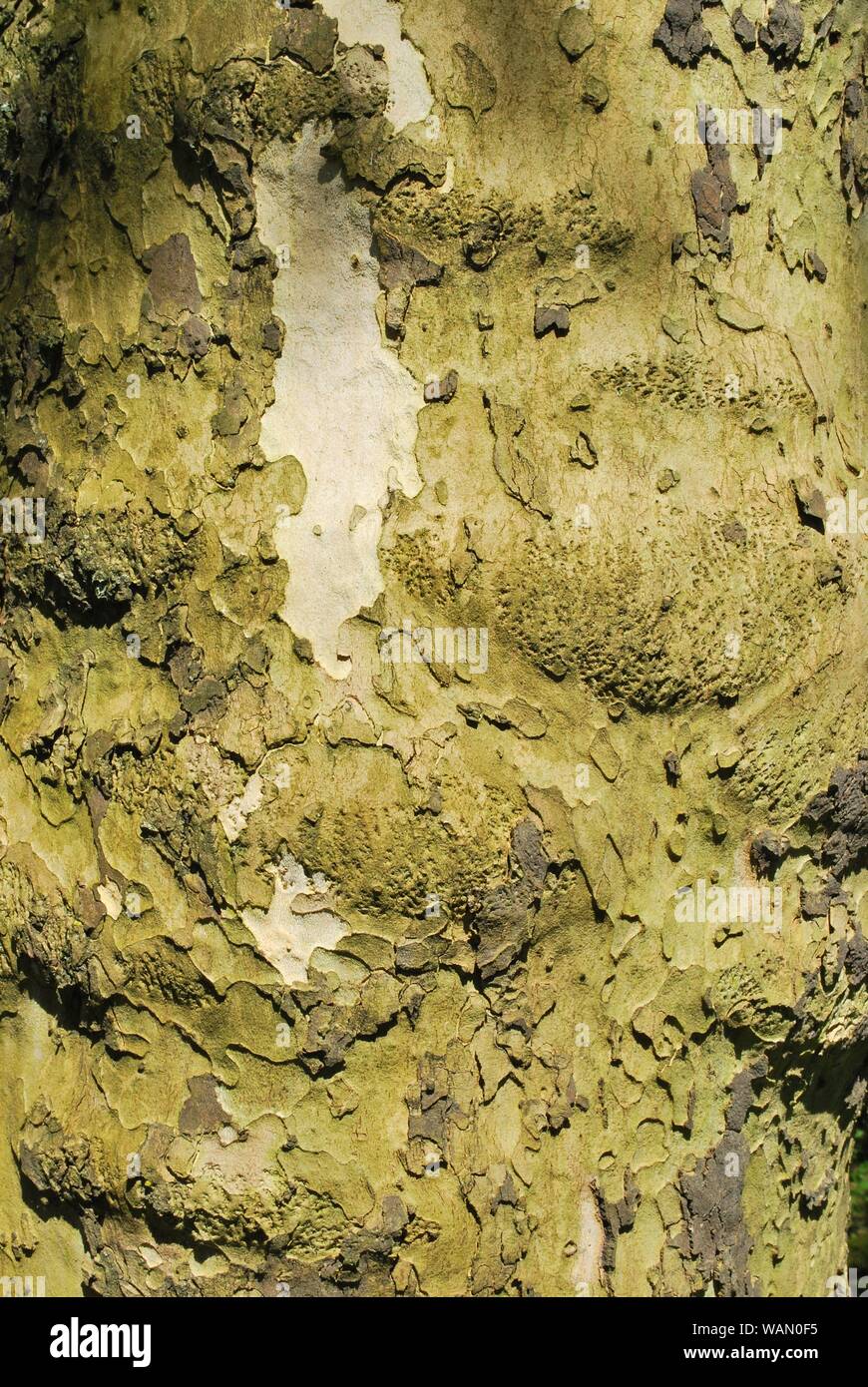 Tree trunk detail Stock Photo - Alamy