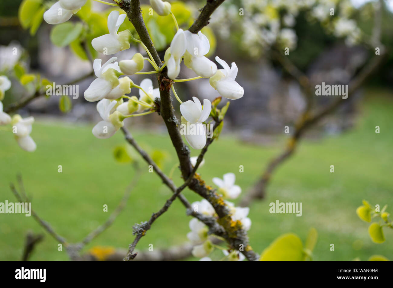 White Epimedium flowers Stock Photo - Alamy