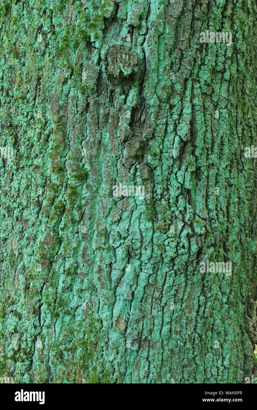Tree trunk detail Stock Photo - Alamy
