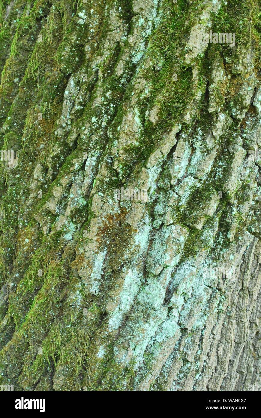 Tree trunk detail Stock Photo - Alamy