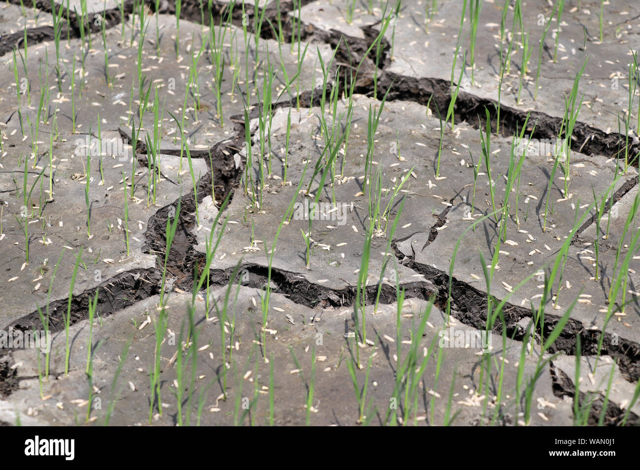 The rice plant is growing out of the grain that is sown in the ground ...
