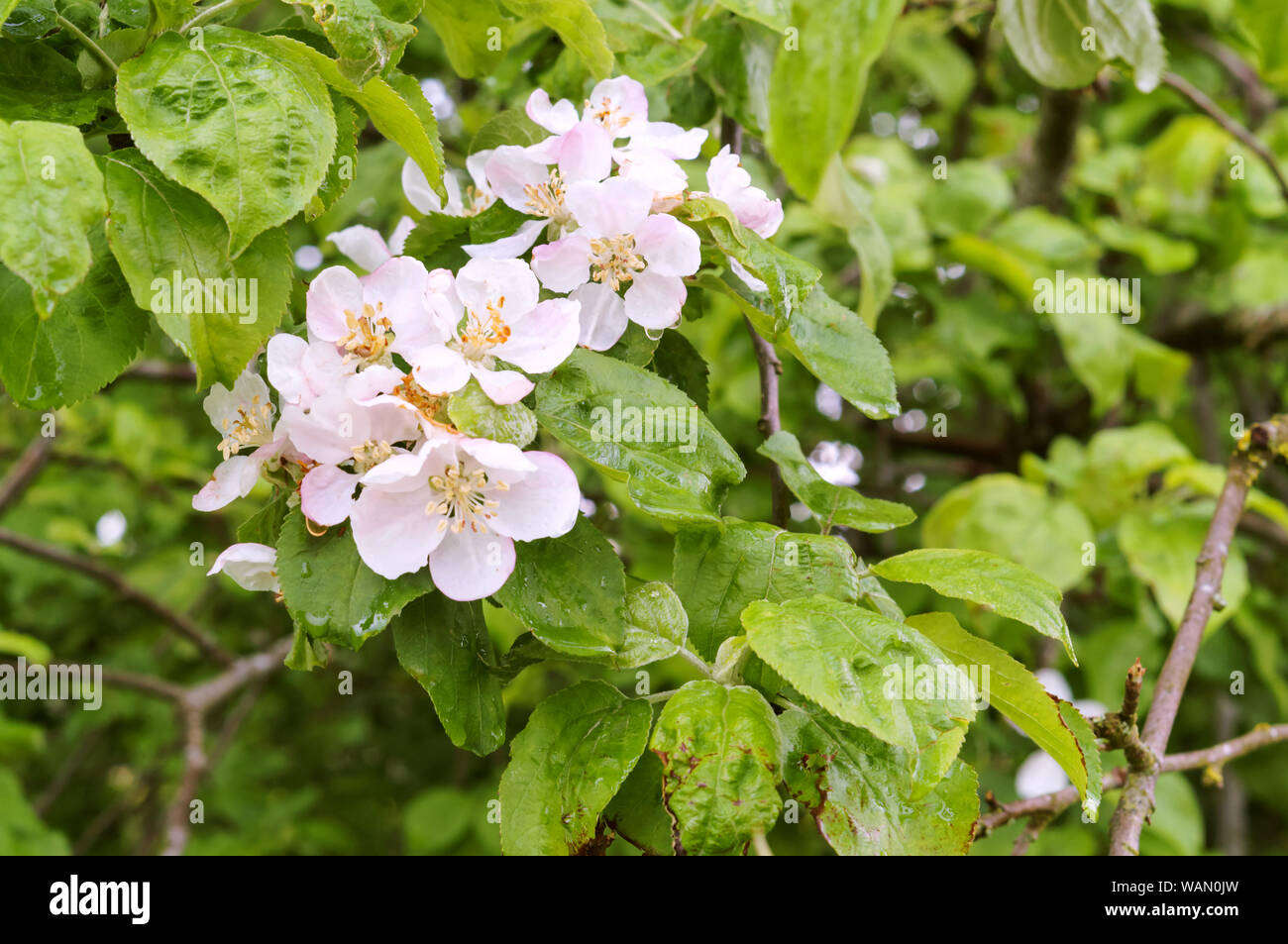 blossoming Apple tree, branch of blossoming Apple tree after a rain ...