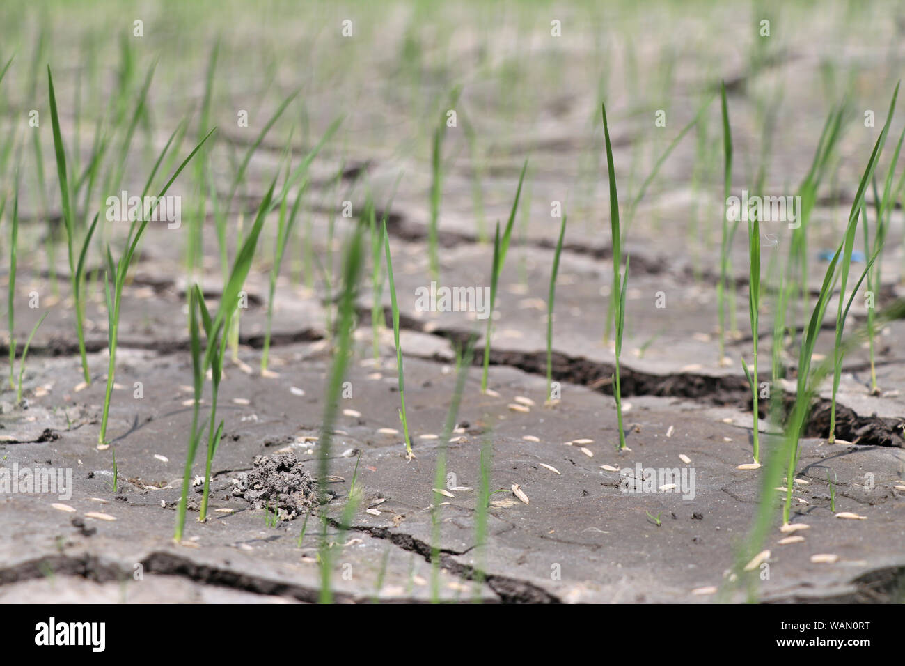 The rice plant is growing out of the grain that is sown in the ground ...