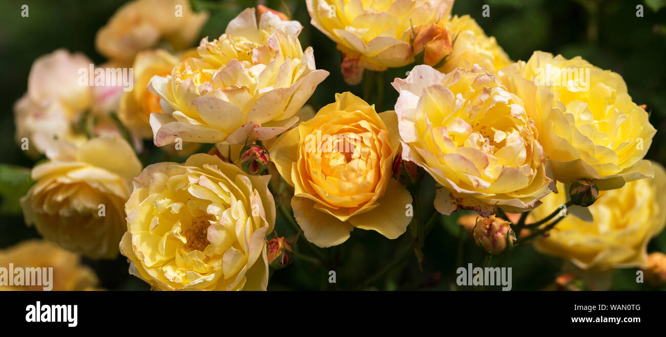 Yellow flower English rose composition in garden Stock Photo - Alamy