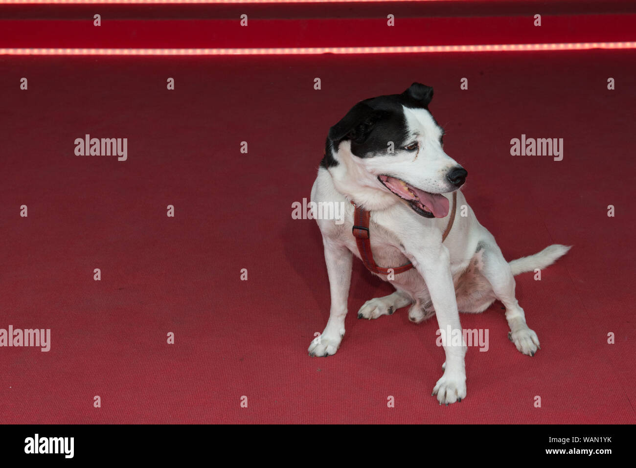 Dog Lino seen on the red carpet of Filmfest Munich 2019 Stock Photo - Alamy