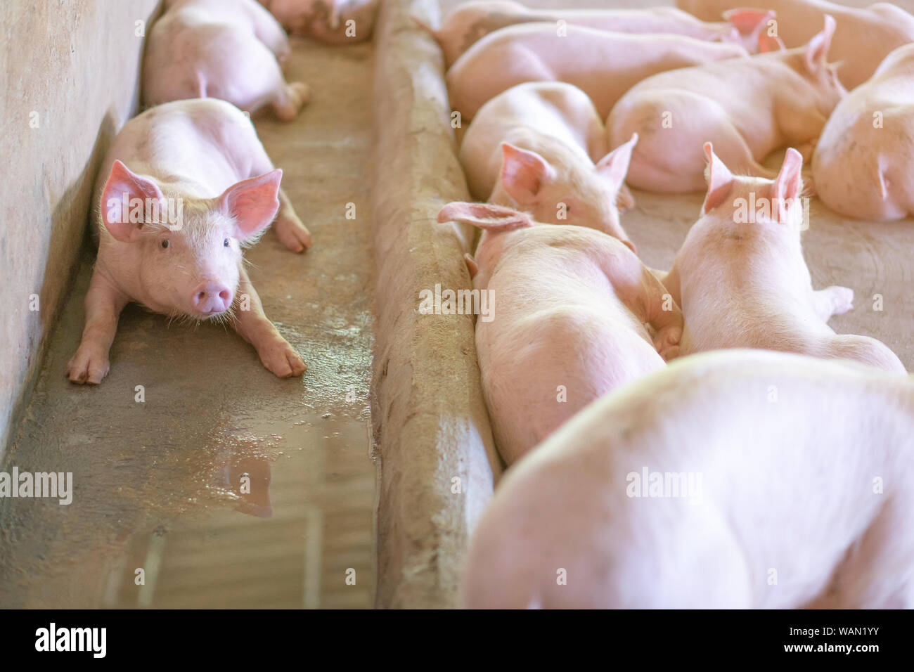 Group of pig that looks healthy in local ASEAN pig farm at livestock ...