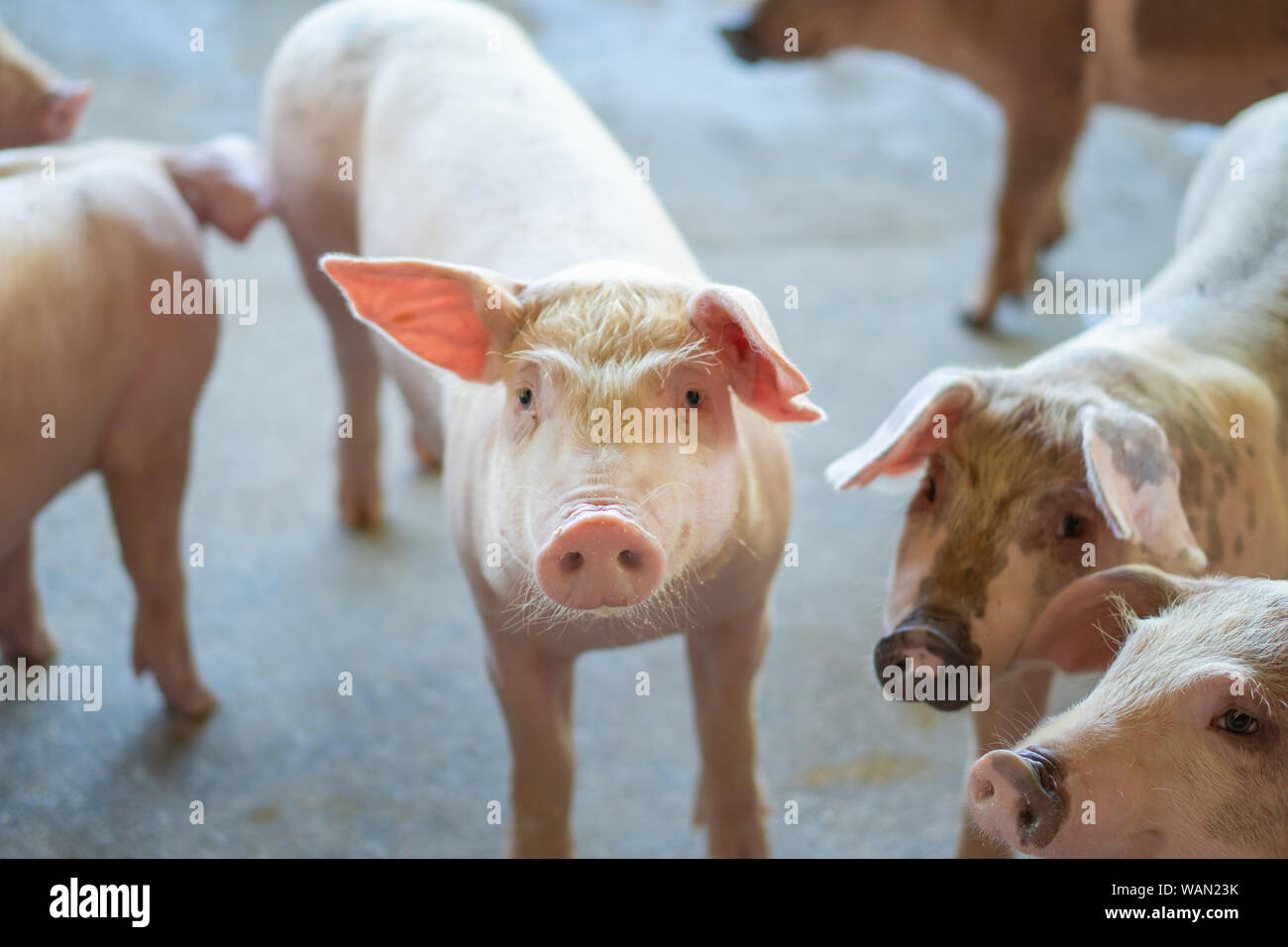 Group of pig that looks healthy in local ASEAN swine farm at livestock ...