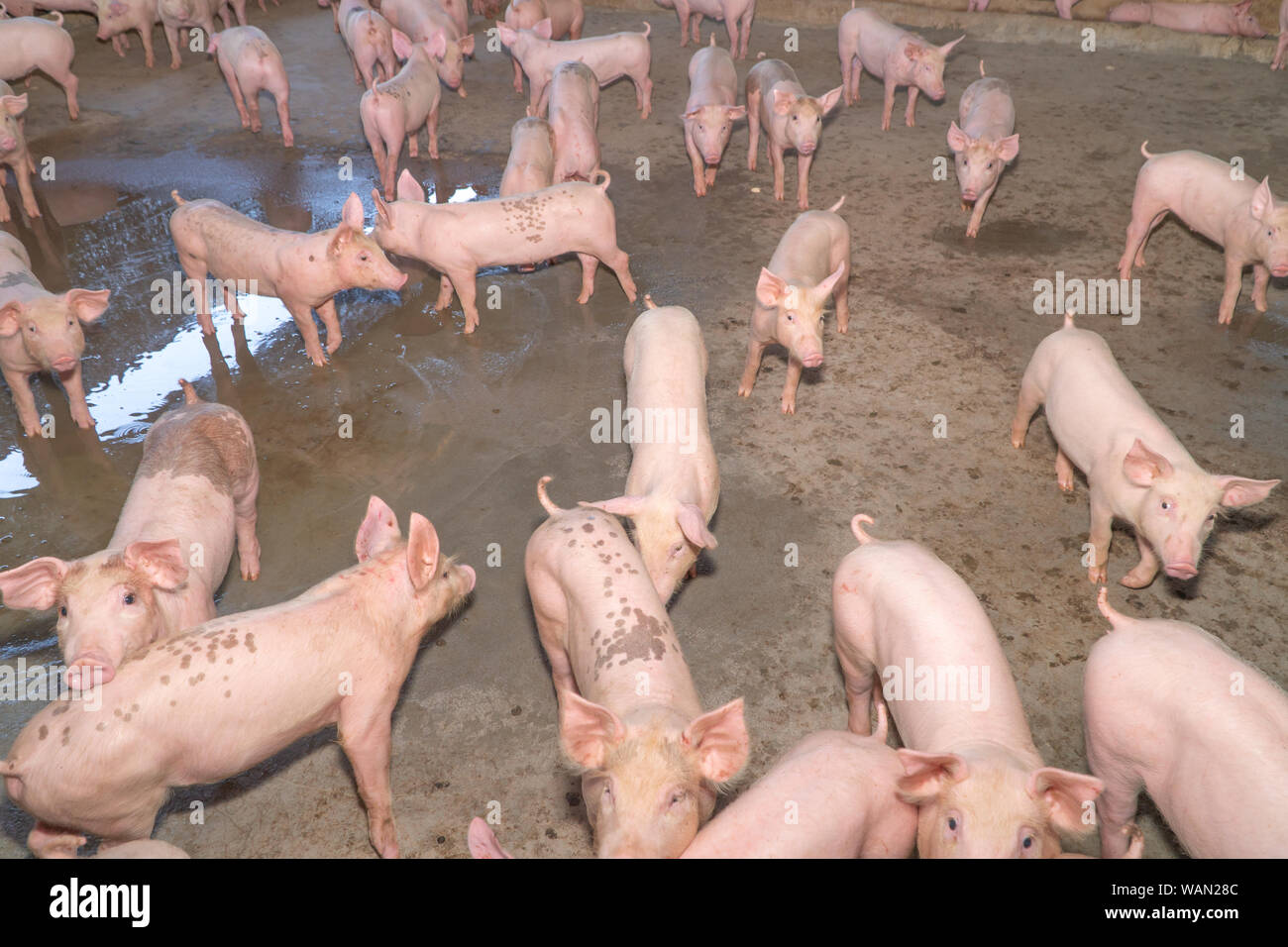 Group of pig that looks healthy in local ASEAN swine farm at livestock ...