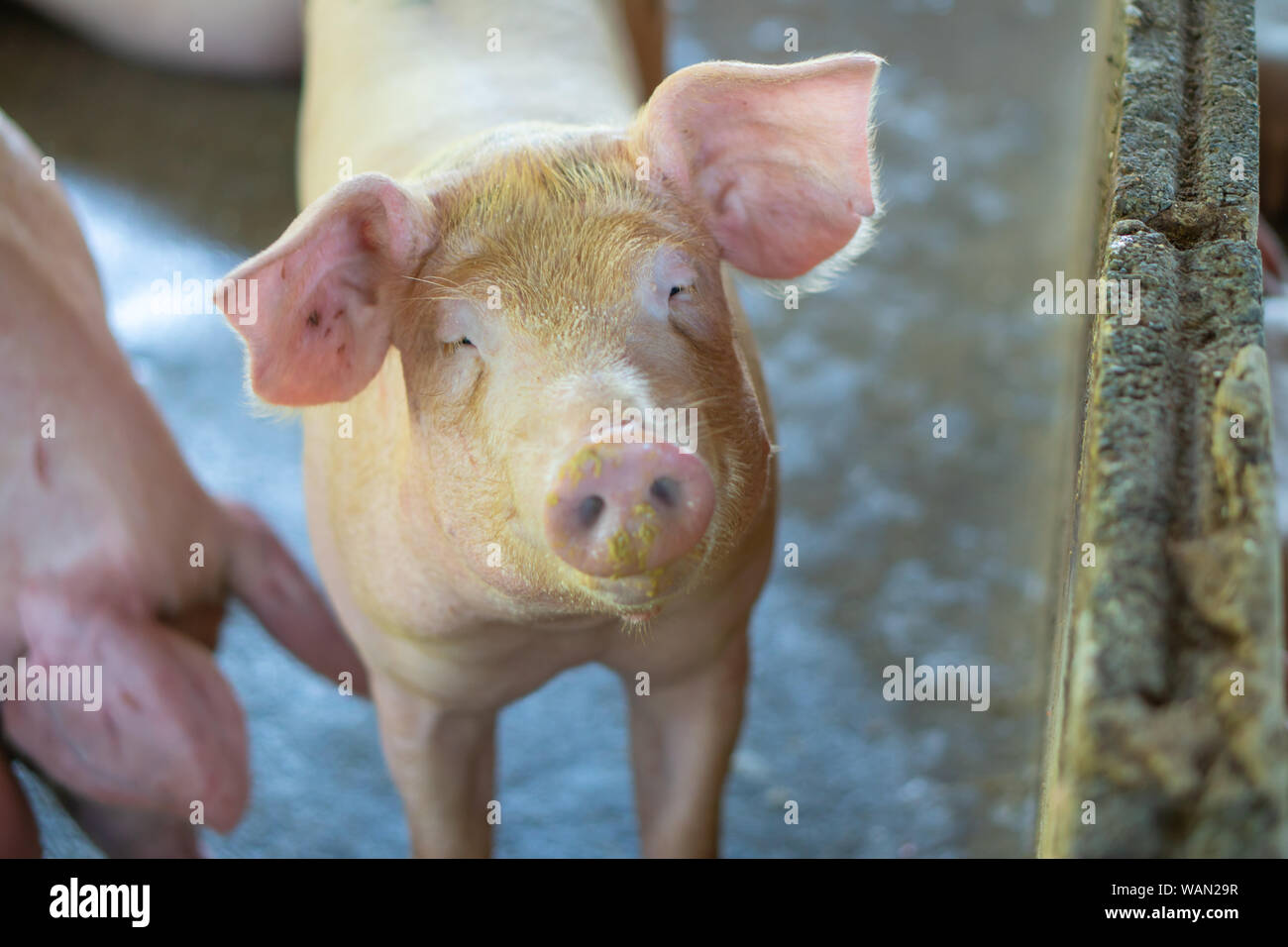 Group of pig that looks healthy in local ASEAN swine farm at livestock ...