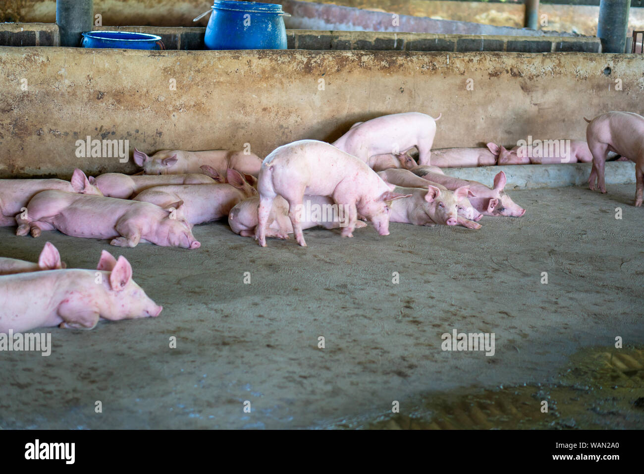 Group of pig that looks healthy in local ASEAN swine farm at livestock ...