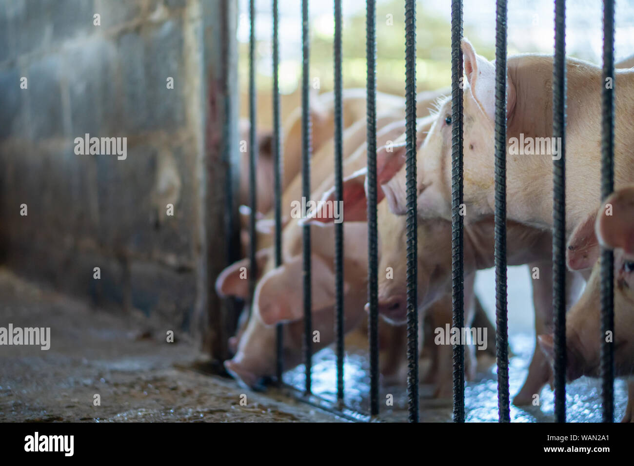 Group of pig that looks healthy in local ASEAN swine farm at livestock ...