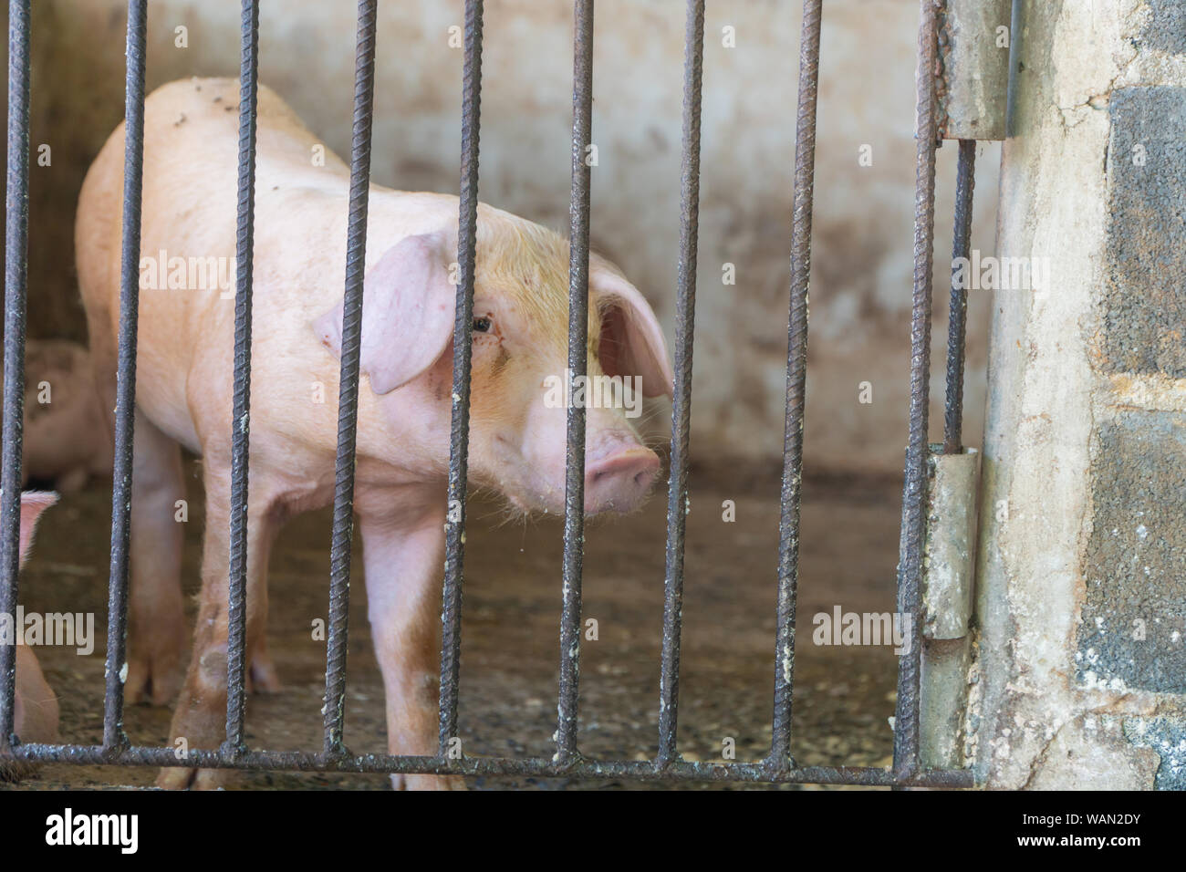Group of pig that looks healthy in local ASEAN swine farm at livestock ...