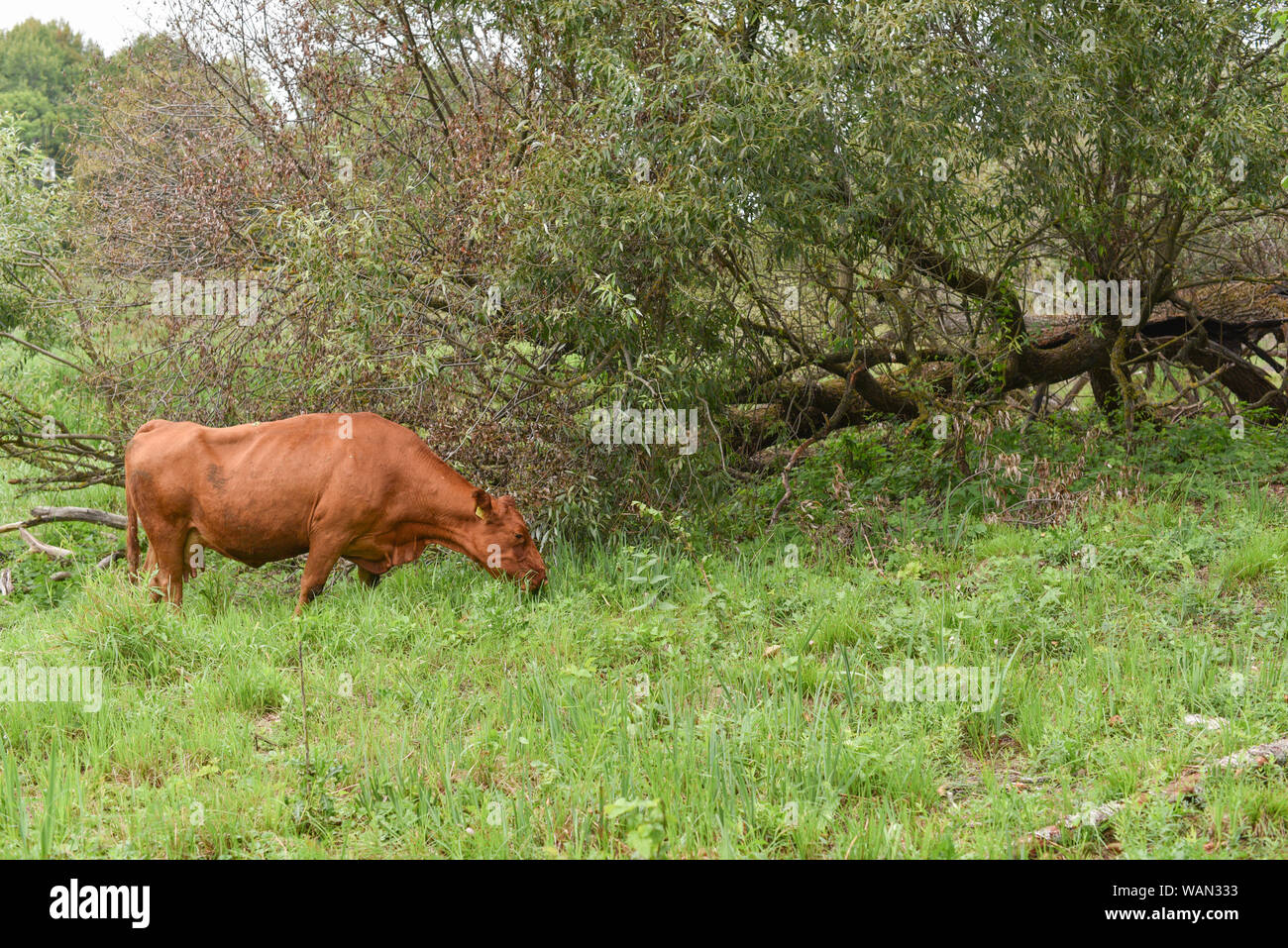 Cow in meadow. Rural composition. Cows grazing in the meadow. A series ...