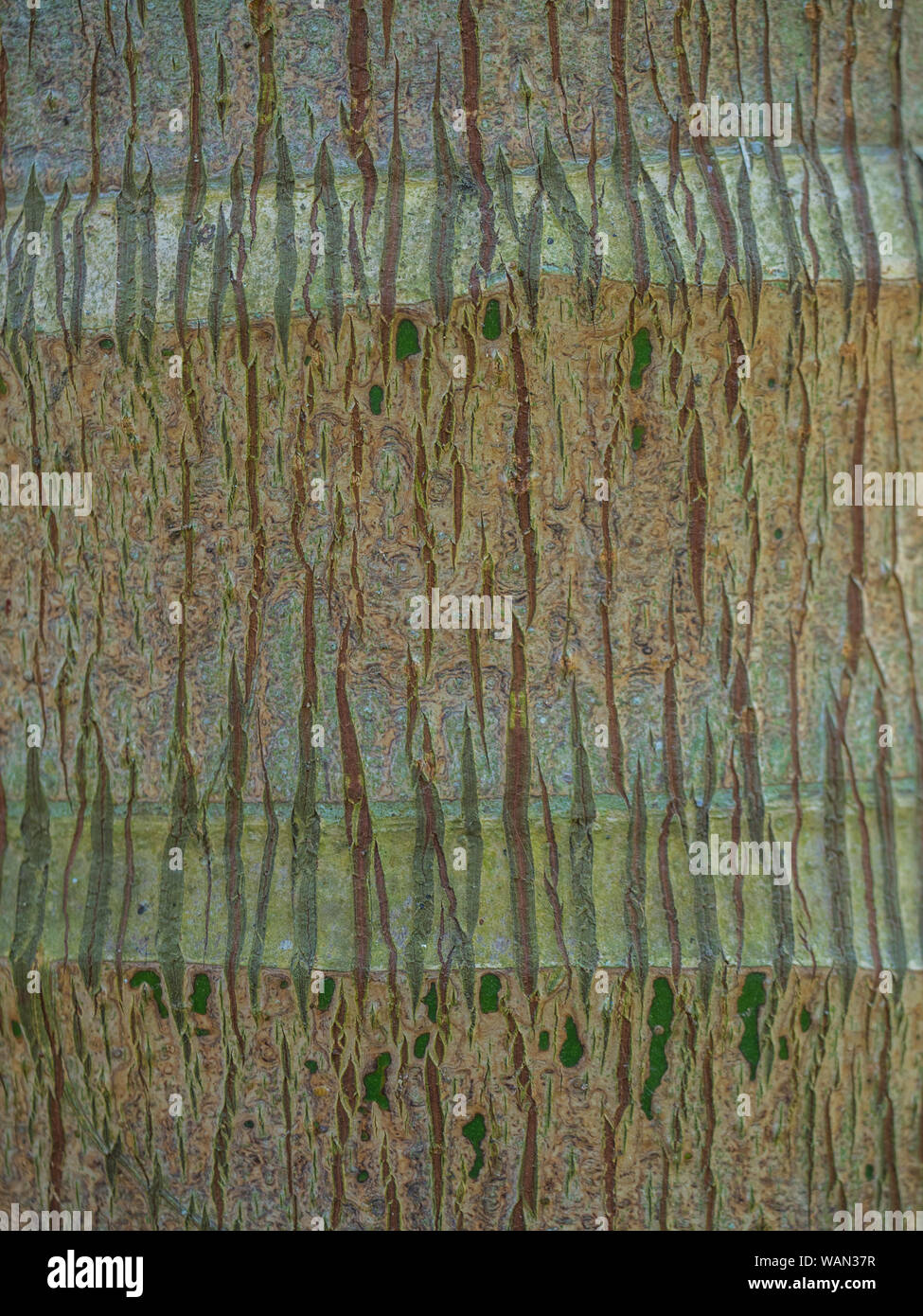 Trunk Skin of Coconut Tree, wooden texture for background Stock Photo ...
