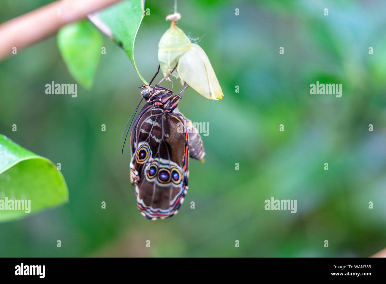 Closed wing butterfly near cocoons, at rest Stock Photo - Alamy