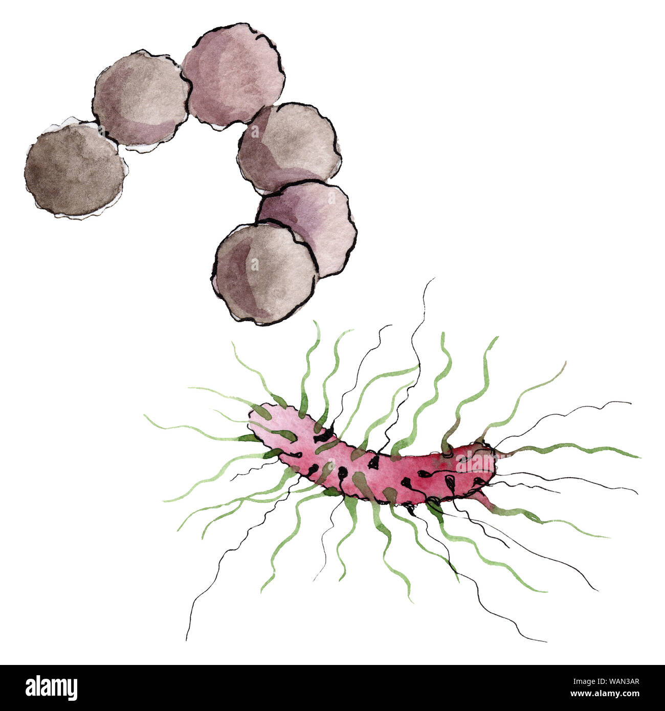 Microbe or germ hand drown illustration. Watercolor background ...