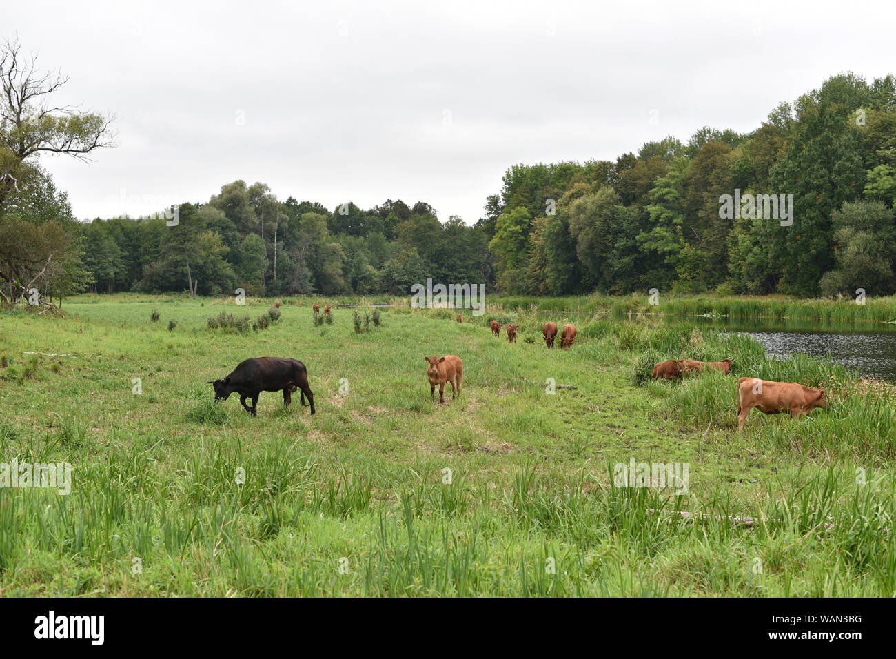 Cow in meadow. Rural composition. Cows grazing in the meadow. A series ...