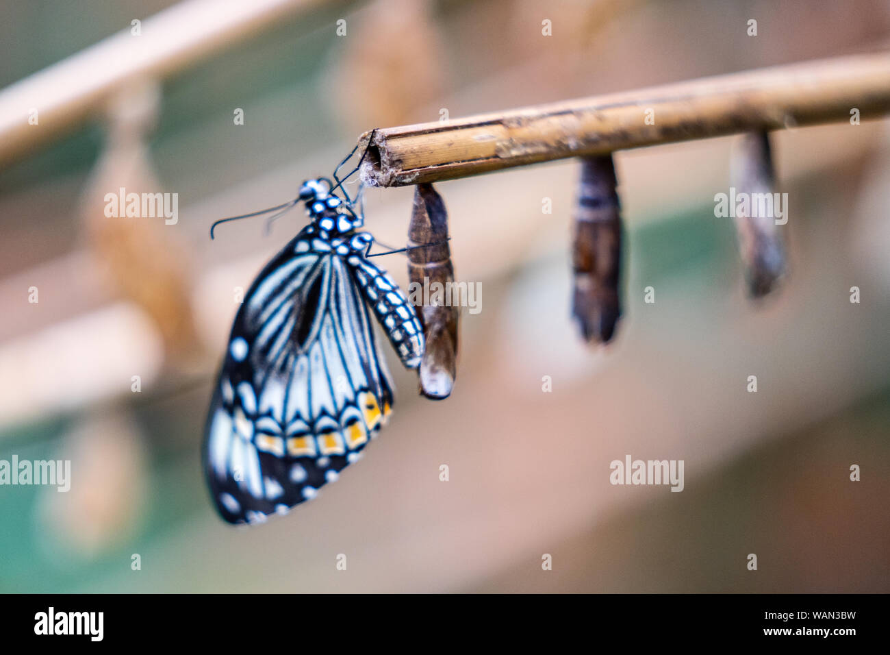 Open wing closed wings hi-res stock photography and images - Alamy