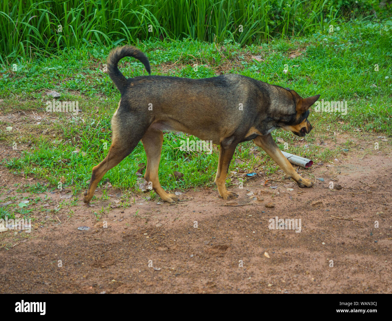 side of dog walking on ground Stock Photo - Alamy