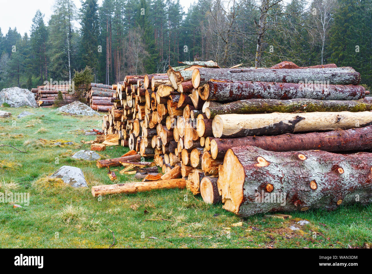 Spruce logs laying in a pasture Stock Photo - Alamy