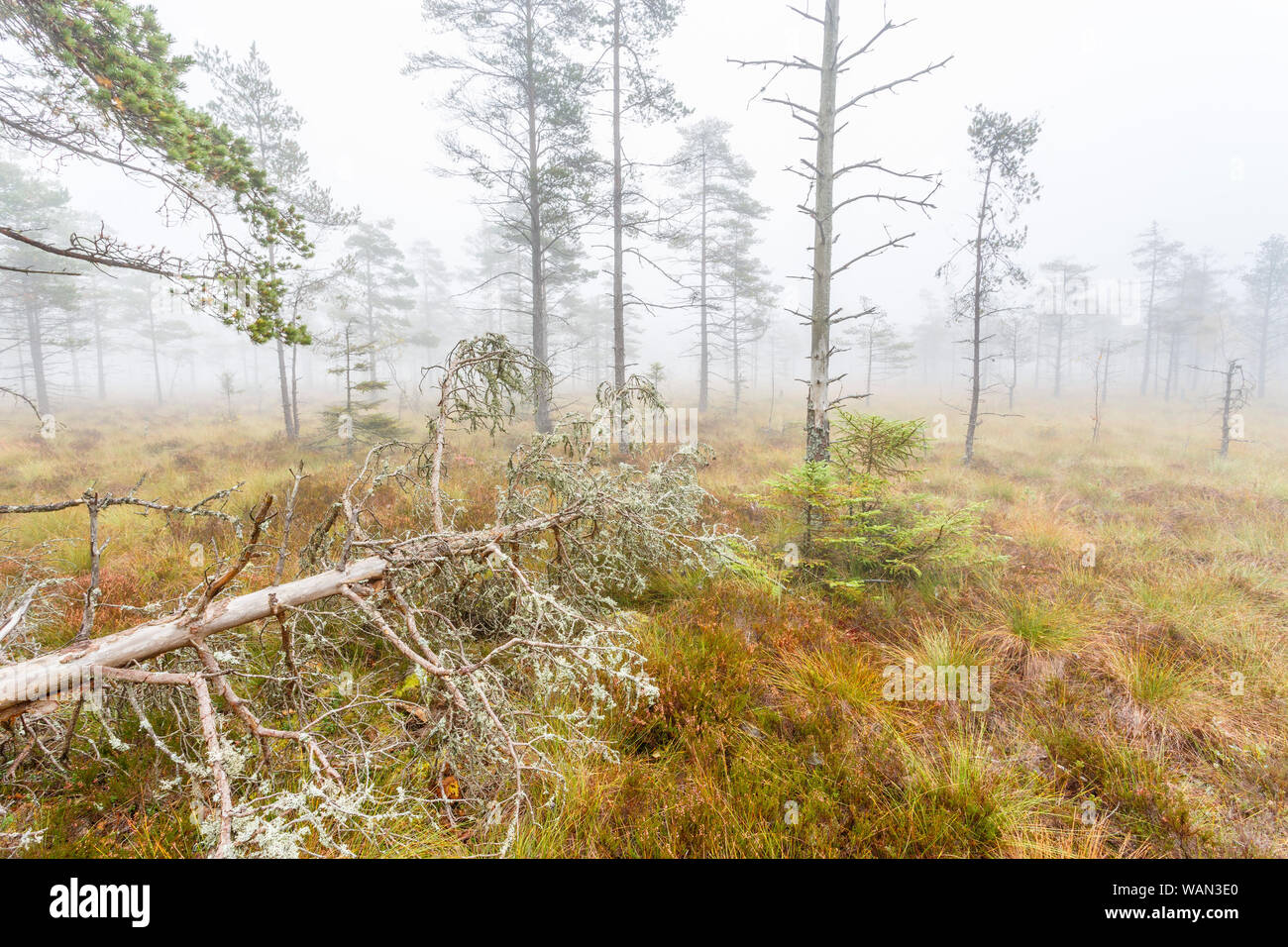 Fog on the bog with a fallen tree Stock Photo - Alamy