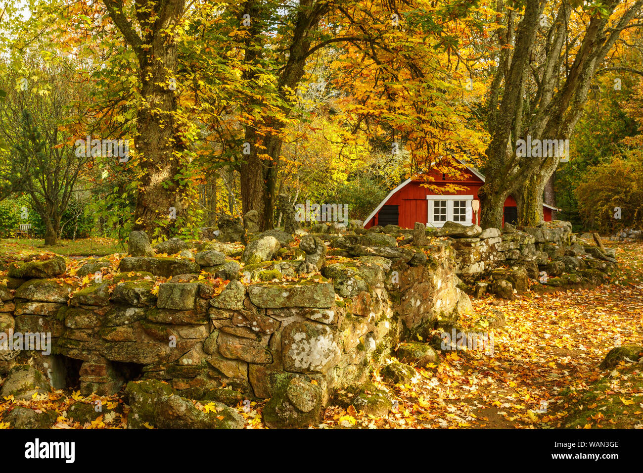 Cottage in woods fall foliage hi-res stock photography and images - Alamy